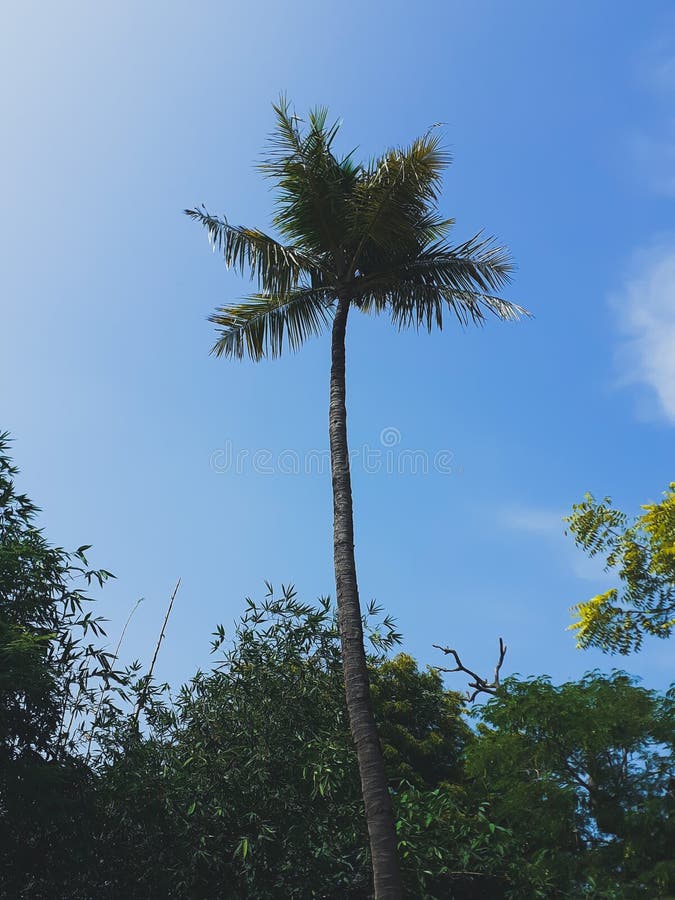 Palm Tree Standing Tall High in Sky Stock Image - Image of tree, palm ...
