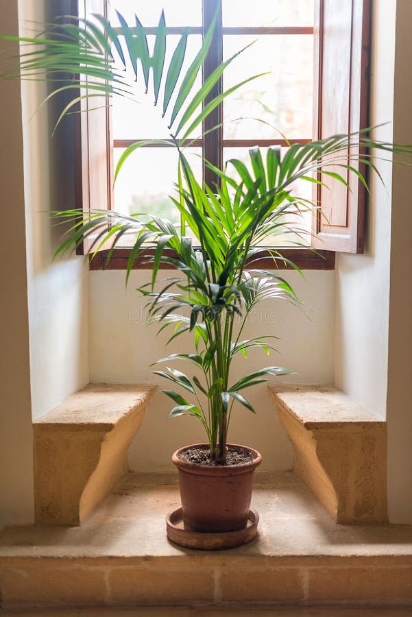 Palm tree. stock photo. Image of plant, floral, house - 51177678