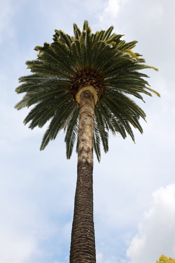 Palm Tree. a Palm Tree Stands High with a Blue Sky Stock Photo - Image ...