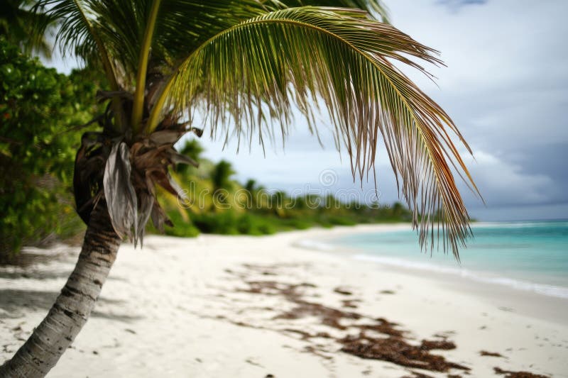 Palm Tree Stands Tall Sandy Beach Overlooking Vast Ocean Stock Photos ...
