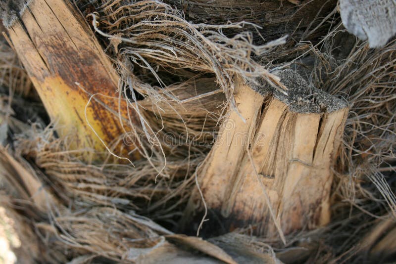 Palm Tree Stem Texture. Detail of the Trunk of a Palm Tree Stock Photo ...