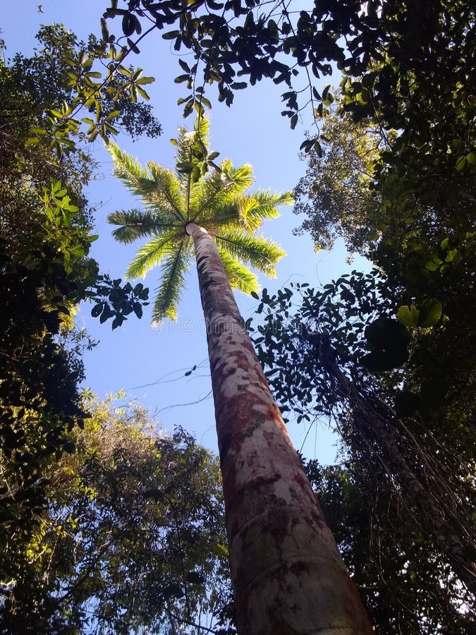 Tree Sticking Out of the Side of a Rocky Cliff Stock Image - Image of ...