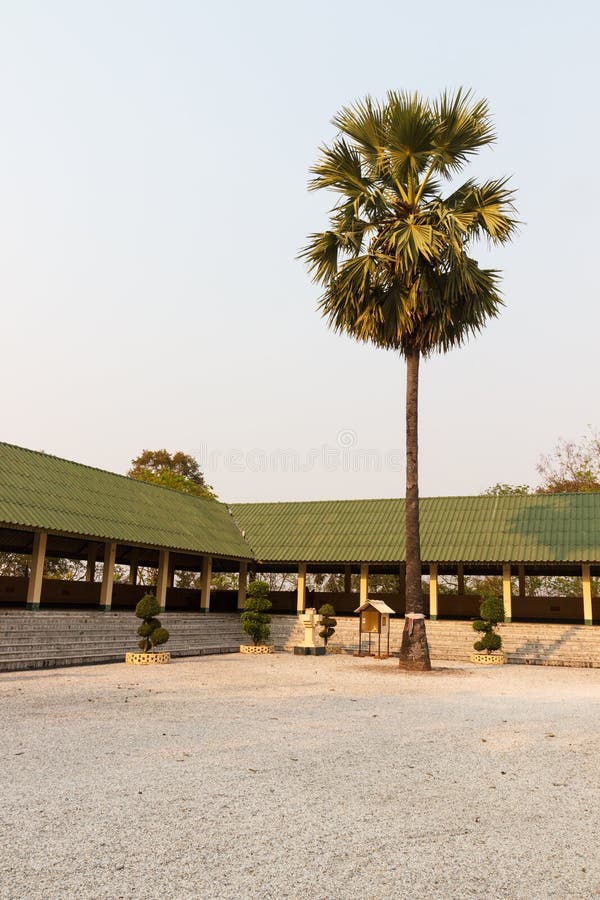Palm tree in stone field stock photo. Image of palm, temple - 53169126