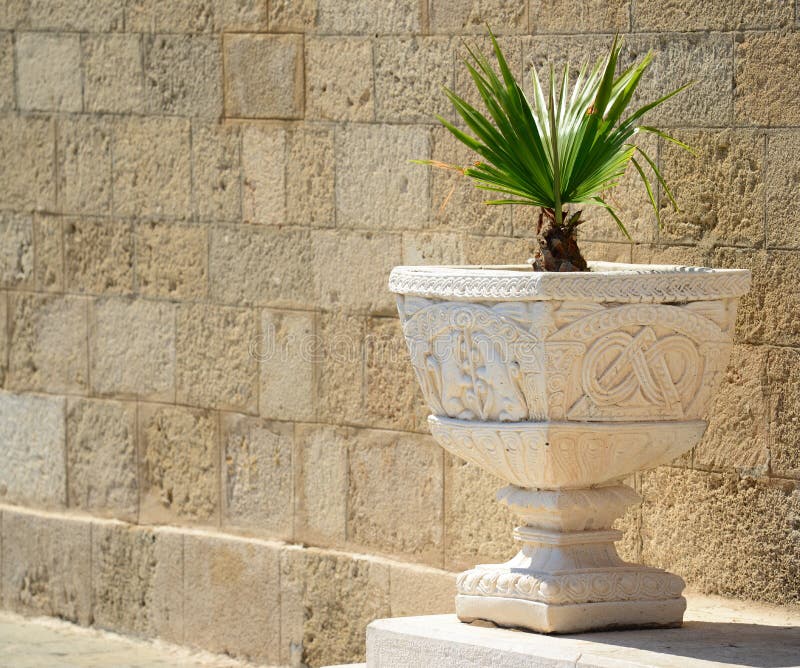 Palm Tree in Stone Vase Outdoors Stock Image - Image of color, dracaena ...