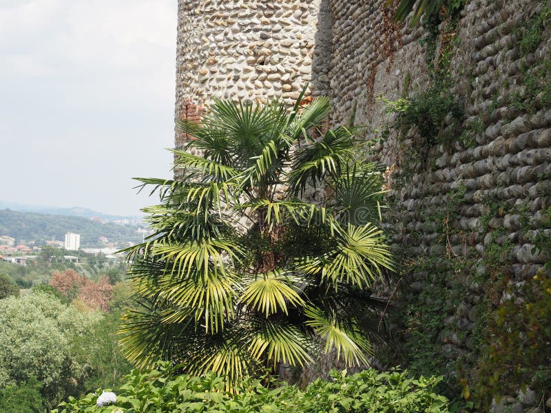 Palm tree by a stone wall stock image. Image of scientific - 273527697