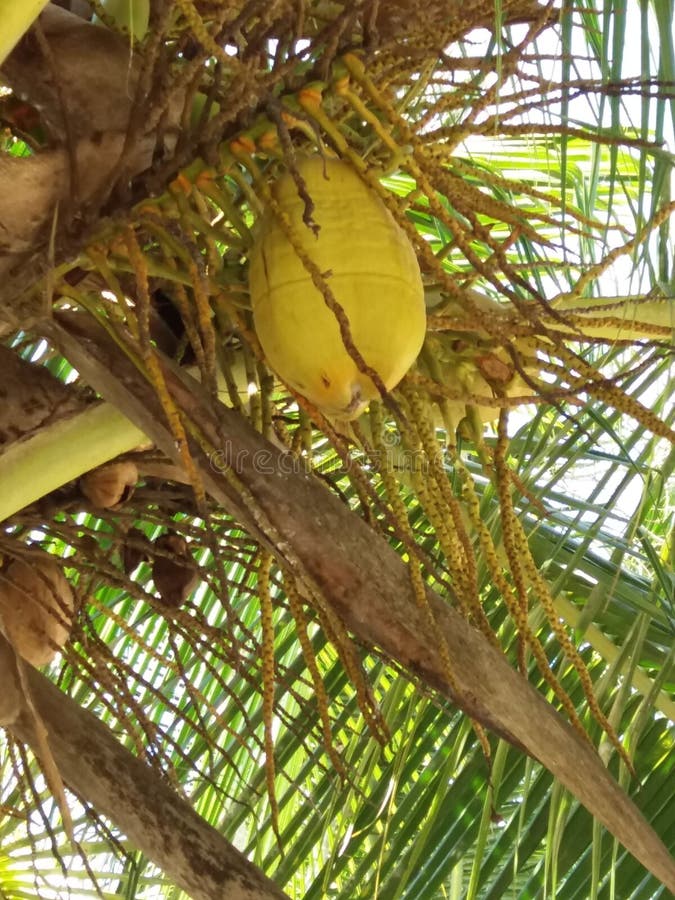 The Palm Tree Strange Hybrid Stock Photo - Image of yellow, hybrid ...