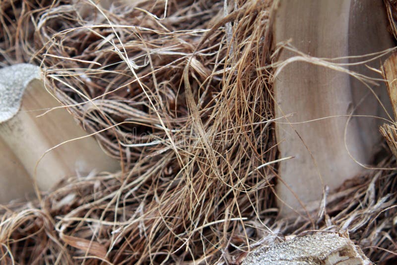 Palm tree straw stock image. Image of closeup, brown - 139879265