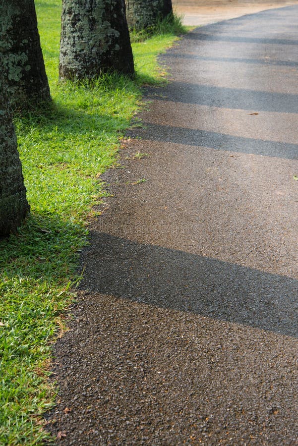 Palm tree beside street stock image. Image of tree, green - 46822541