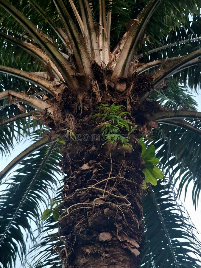 Palm Tree. Structure of a Palm Tree. Natures Palm Stock Photo - Image ...