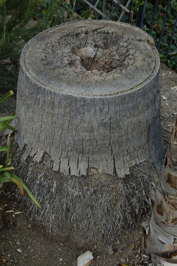 Palm Tree Stump stock image. Image of botany, core, media - 82856387