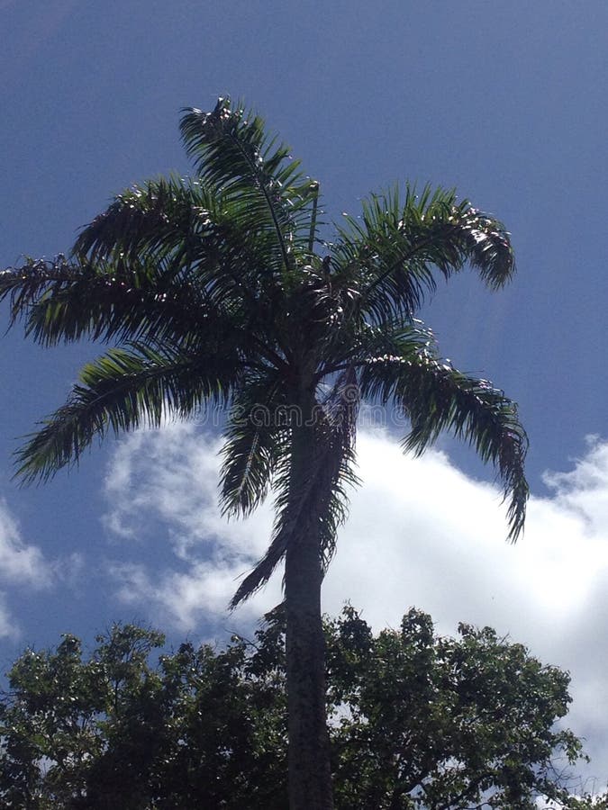 Palm Tree during the Summer Stock Image - Image of tropical, summer ...