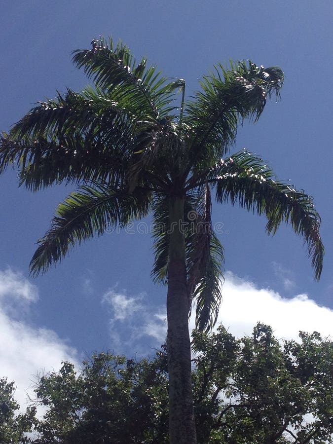 Palm Tree during the Summer Stock Photo - Image of coconut, vegetation ...