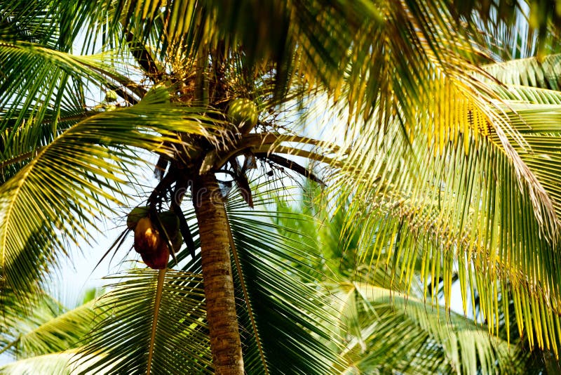 Palm tree with sun stock photo. Image of cultures, life - 53459278