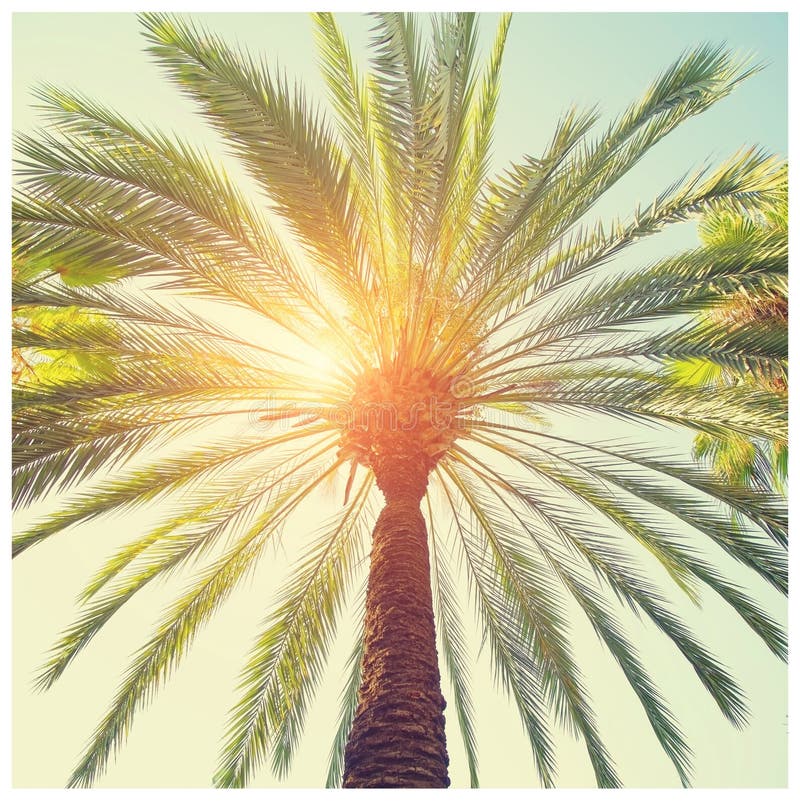 Palm Tree and Sun Light. Sun Light. Stock Image - Image of travel ...