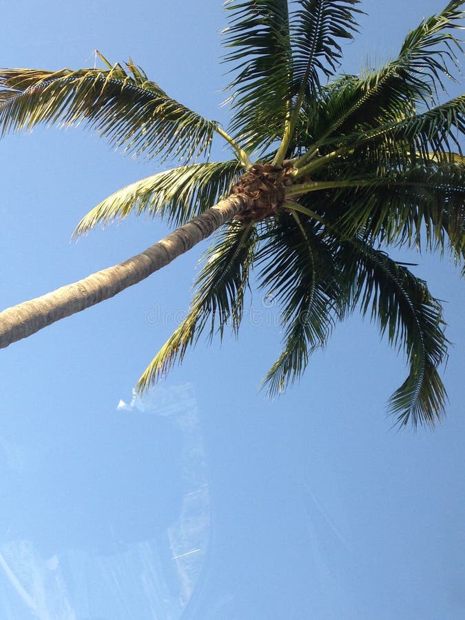Palm Tree in the Sun stock photo. Image of palm, florida - 65509574