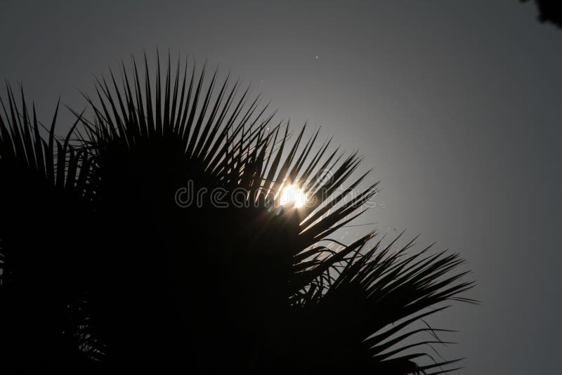 Palm tree sun stock photo. Image of palm, tree, sunlight - 170999500