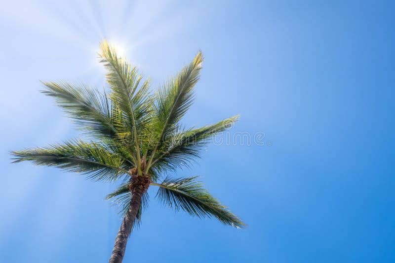 Palm Tree with Sun Rays Blue Sky Background and Copyspace Stock Image ...
