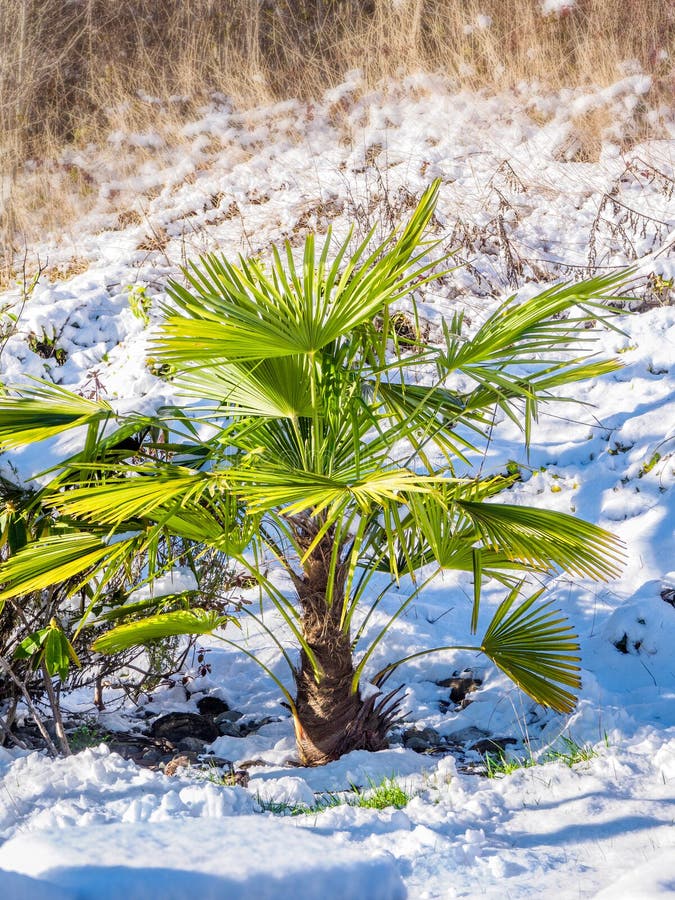 Snow on a palm tree stock image. Image of cold, winter - 110799683