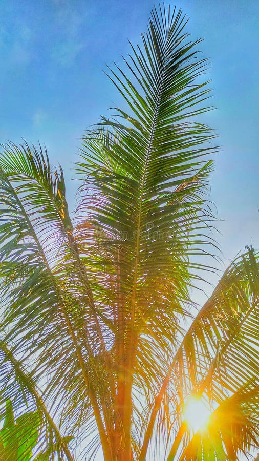 Palm Tree when Sunrise or Sunset - High Contrast Stock Photo - Image of ...