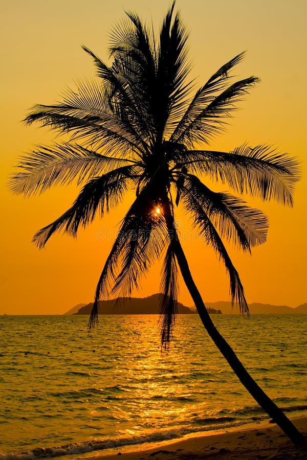 Langkawi Island. Tilted Palm Tree Sunset Stock Photo - Image of ...