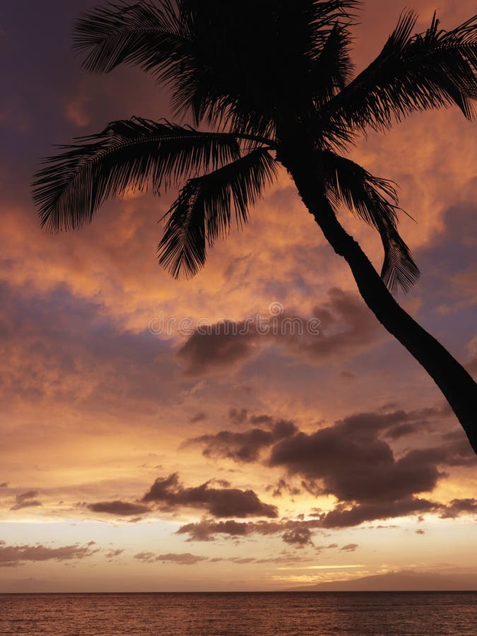 Sunset sky with palm tree. stock image. Image of beach - 2044499