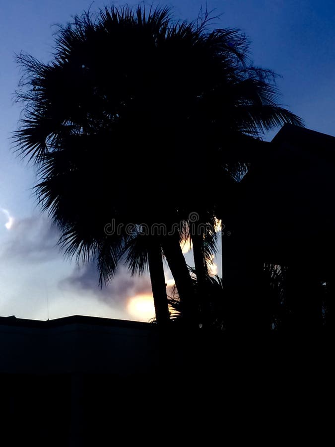 Palm Tree by the Sunset stock image. Image of tree, florida - 70104563