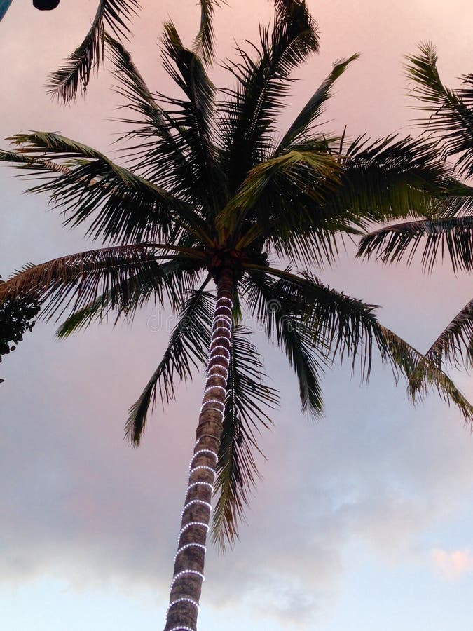 Palm Tree at Sunset stock photo. Image of sunset, palms - 54272522
