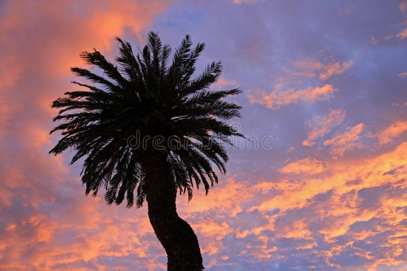 Palm tree, Croatia stock photo. Image of evening, palms - 363238190