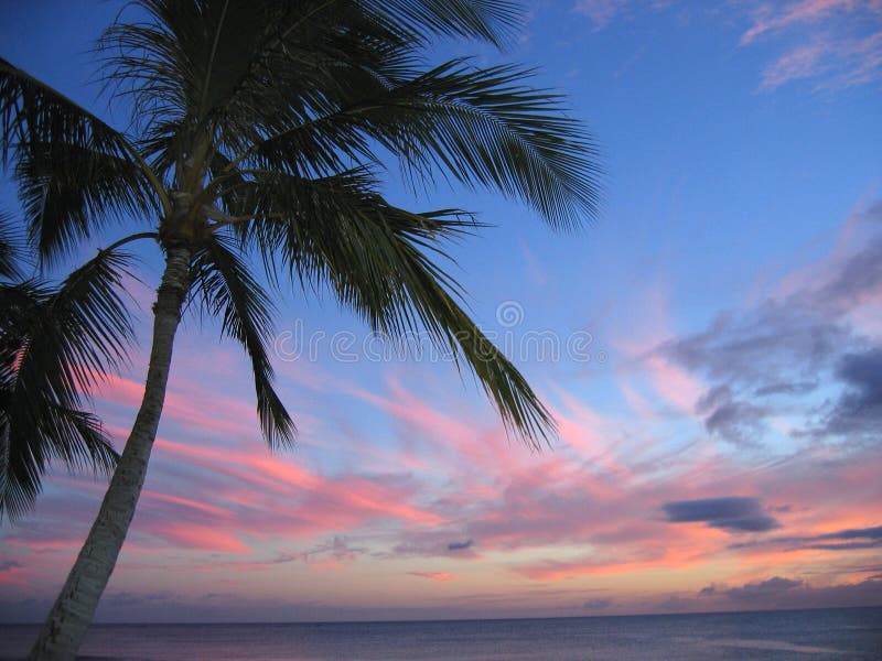 Palm Tree at Sunset on the Island of Oahu Stock Photo - Image of ...