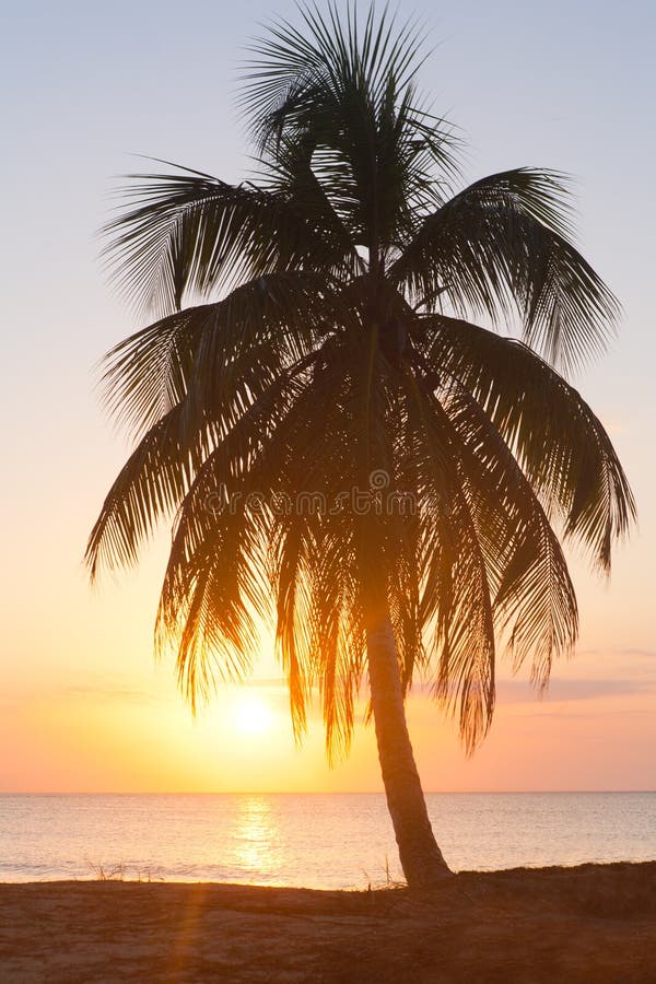 398 Single Palm Tree Sunset Tropical Island Stock Photos - Free ...