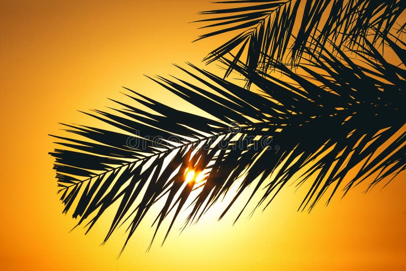 Palm tree at sunset. stock image. Image of summer, palm - 110710623