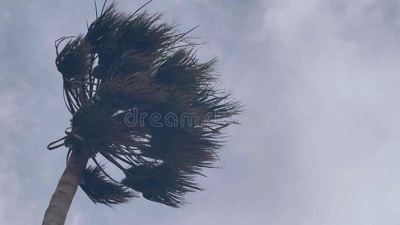 Palm Tree Swaying in the Wind, Highlighting the Power of Nature and ...