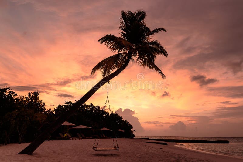 Picture of a Palm Tree and a Swing during Sunset Stock Photo - Image of ...