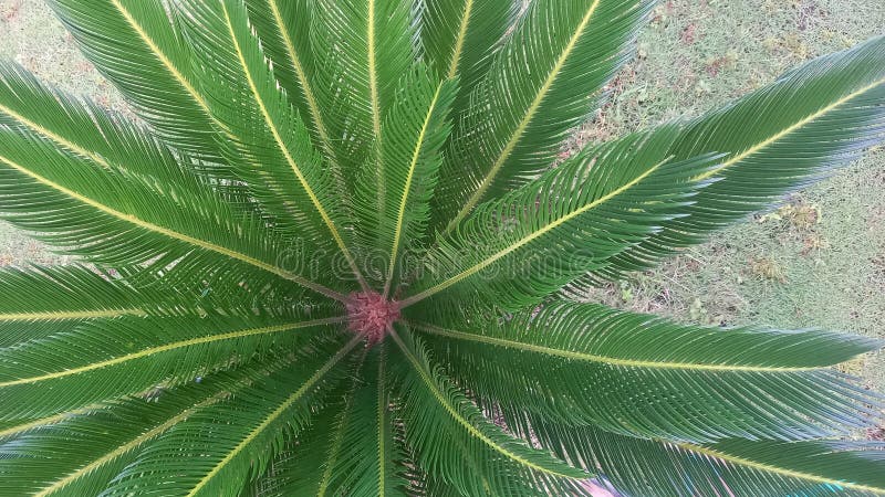 Palm Tree Taken from a Top Angle Stock Image - Image of nature, angle ...
