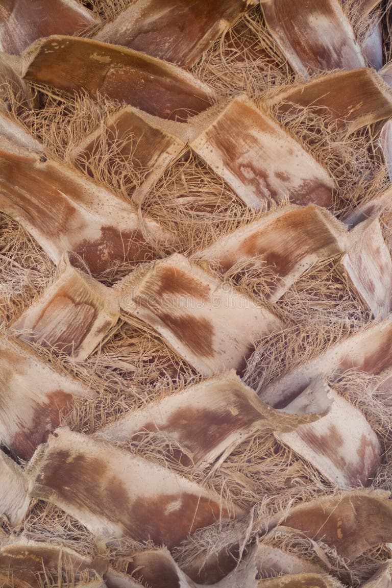 2,640 Coconut Tree Bark Texture Stock Photos - Free & Royalty-Free ...