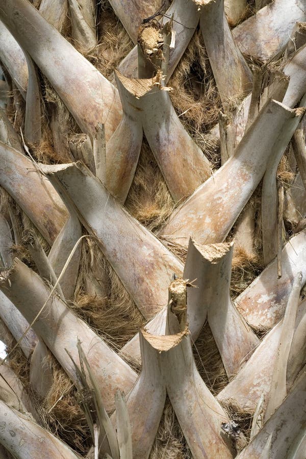 Palm Tree texture stock photo. Image of tree, tropical - 11401042