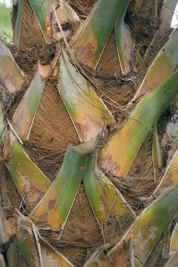 Palm tree texture stock image. Image of dying, growing - 10832049