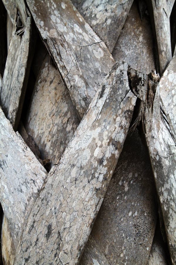 Palm Tree Texture stock photo. Image of subtropical, botanical - 13494042