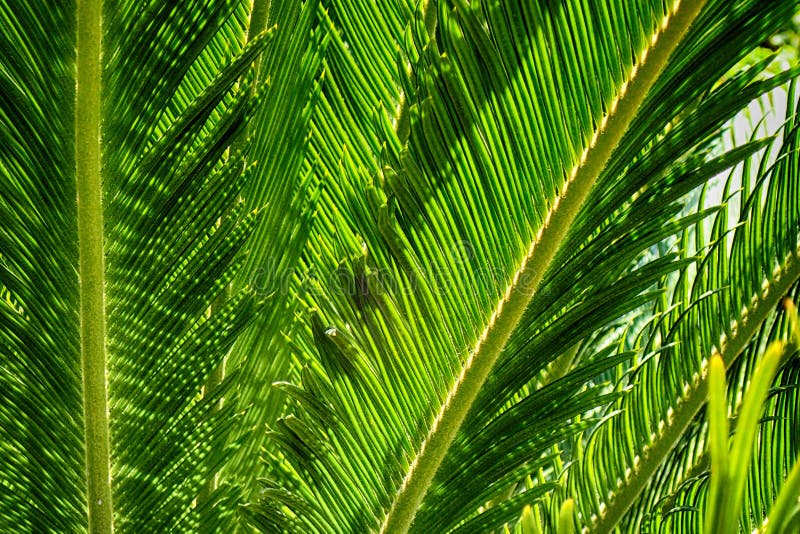 Palm tree texture stock image. Image of palm, landscape - 141930387