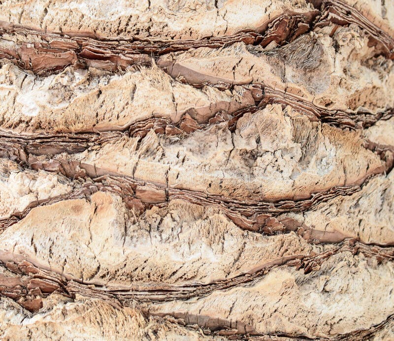 Palm tree texture stock photo. Image of rough, natural - 151741818