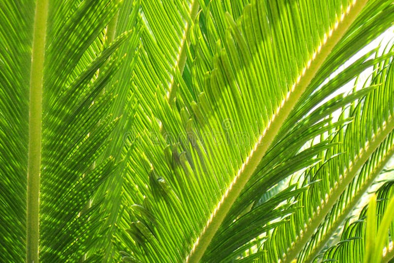 Palm tree texture stock image. Image of palm, tree, travel - 156448097