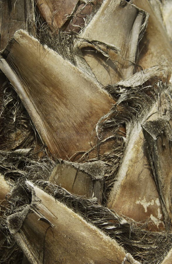 Palm tree texture stock photo. Image of tree, trunk, life - 16441962