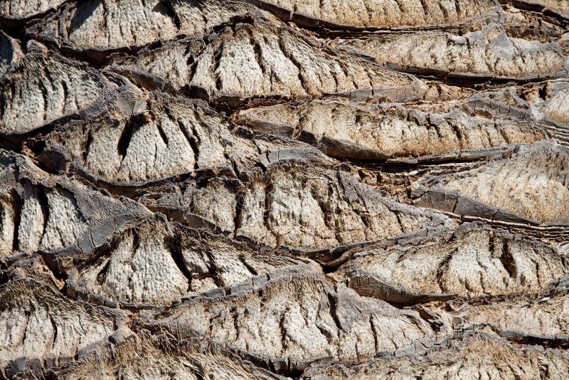 Palm tree texture stock photo. Image of wallpaper, palm - 17674524