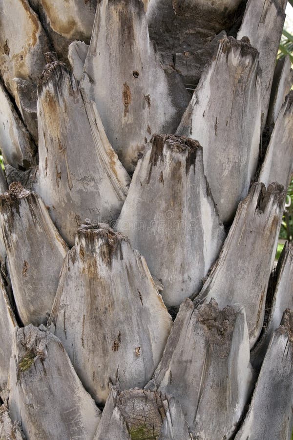 Palm Tree - Texture stock image. Image of palm, bark - 19753871