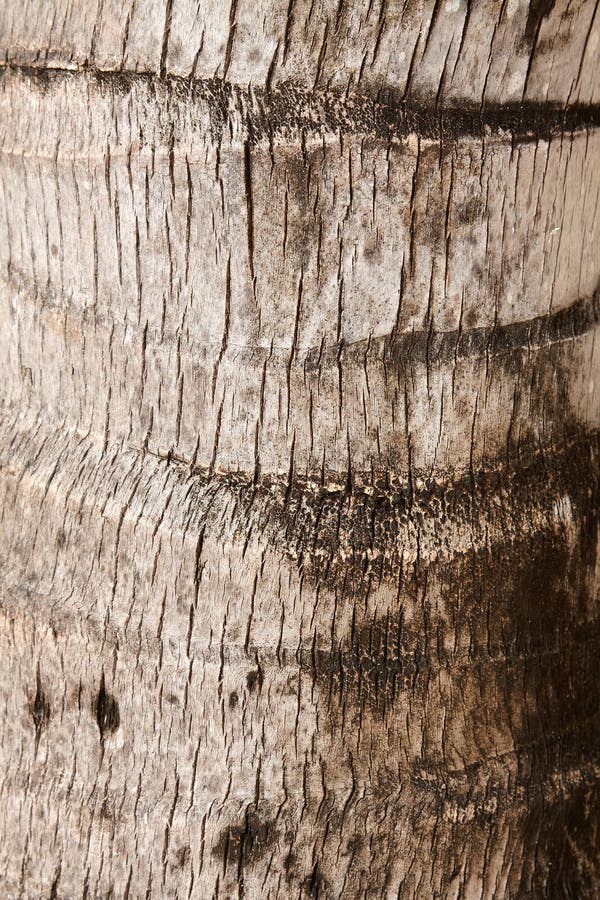 Palm tree texture stock image. Image of isle, bark, tropical - 20123223