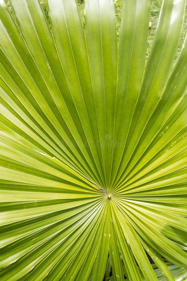 Palm tree texture stock photo. Image of detail, back - 22049772