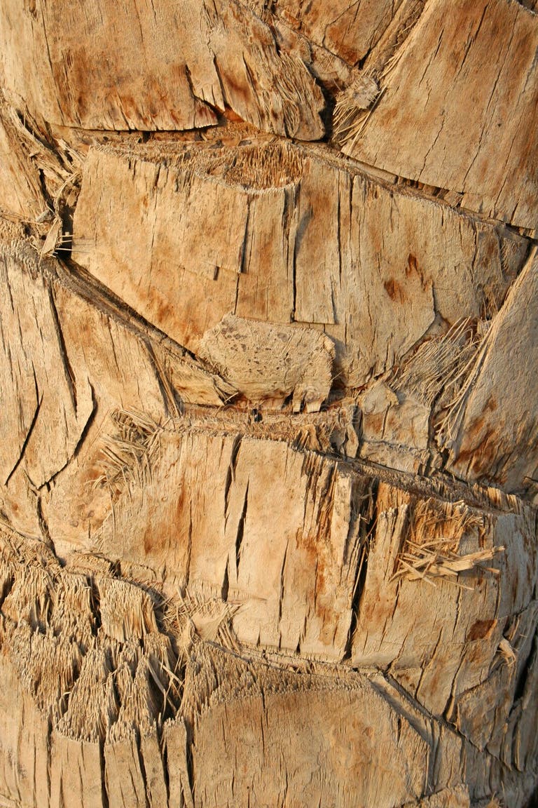 116,247 Palm Tree Texture Stock Photos - Free & Royalty-Free Stock ...