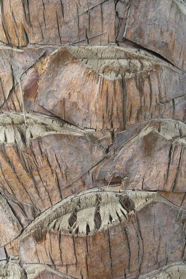 Palm tree texture stock photo. Image of pattern, nature - 5292922