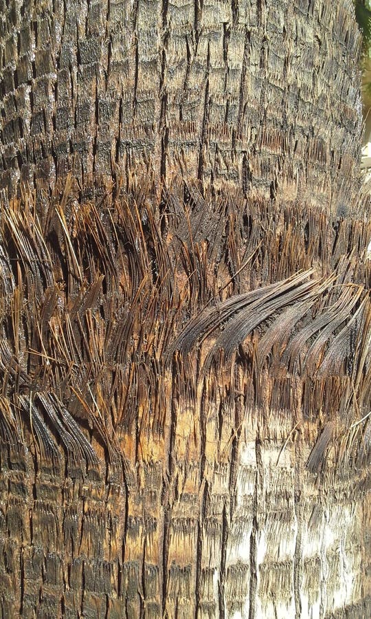 Palm tree texture stock photo. Image of texture, outcrop - 50237670