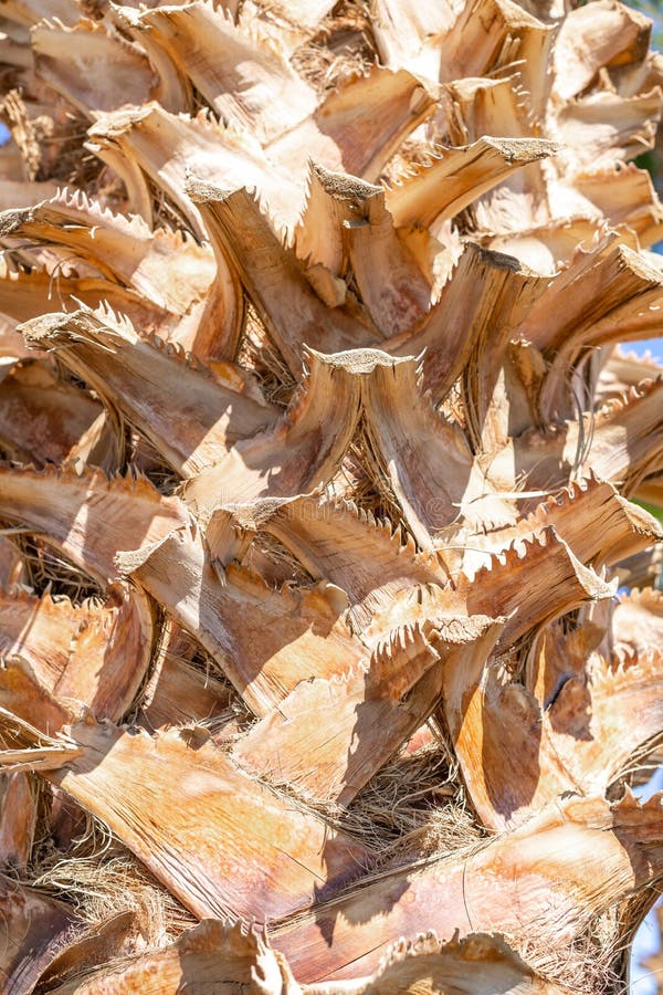 182 Seamless Palm Tree Trunk Texture Stock Photos - Free & Royalty-Free Stock Photos from Dreamstime